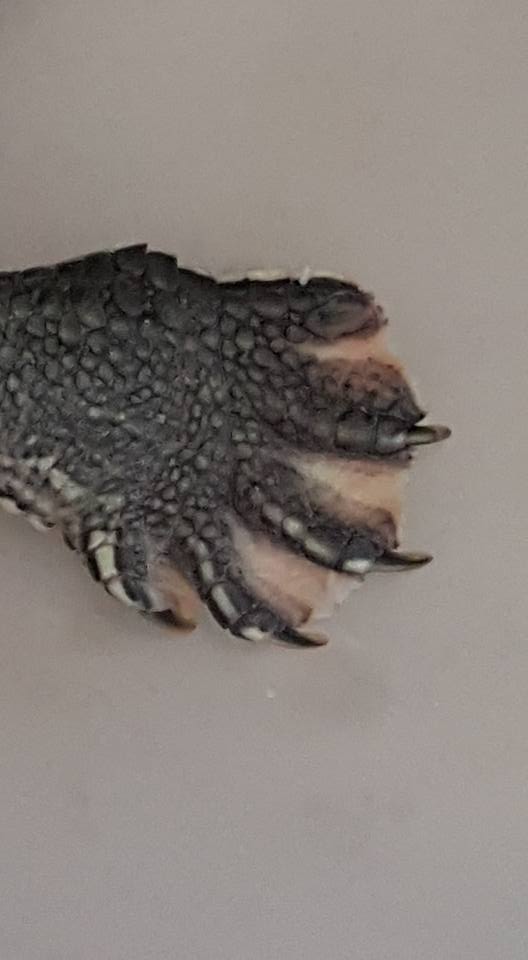 Turtle Feet Hurt and Bleeding - EMERGENCY CARE - Turtle Forum